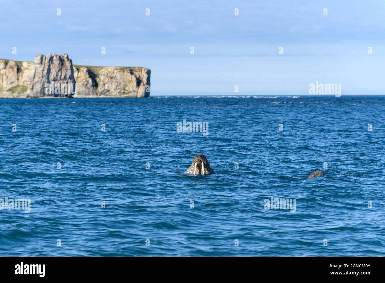Cub walrus hi-res stock photography and images - Alamy