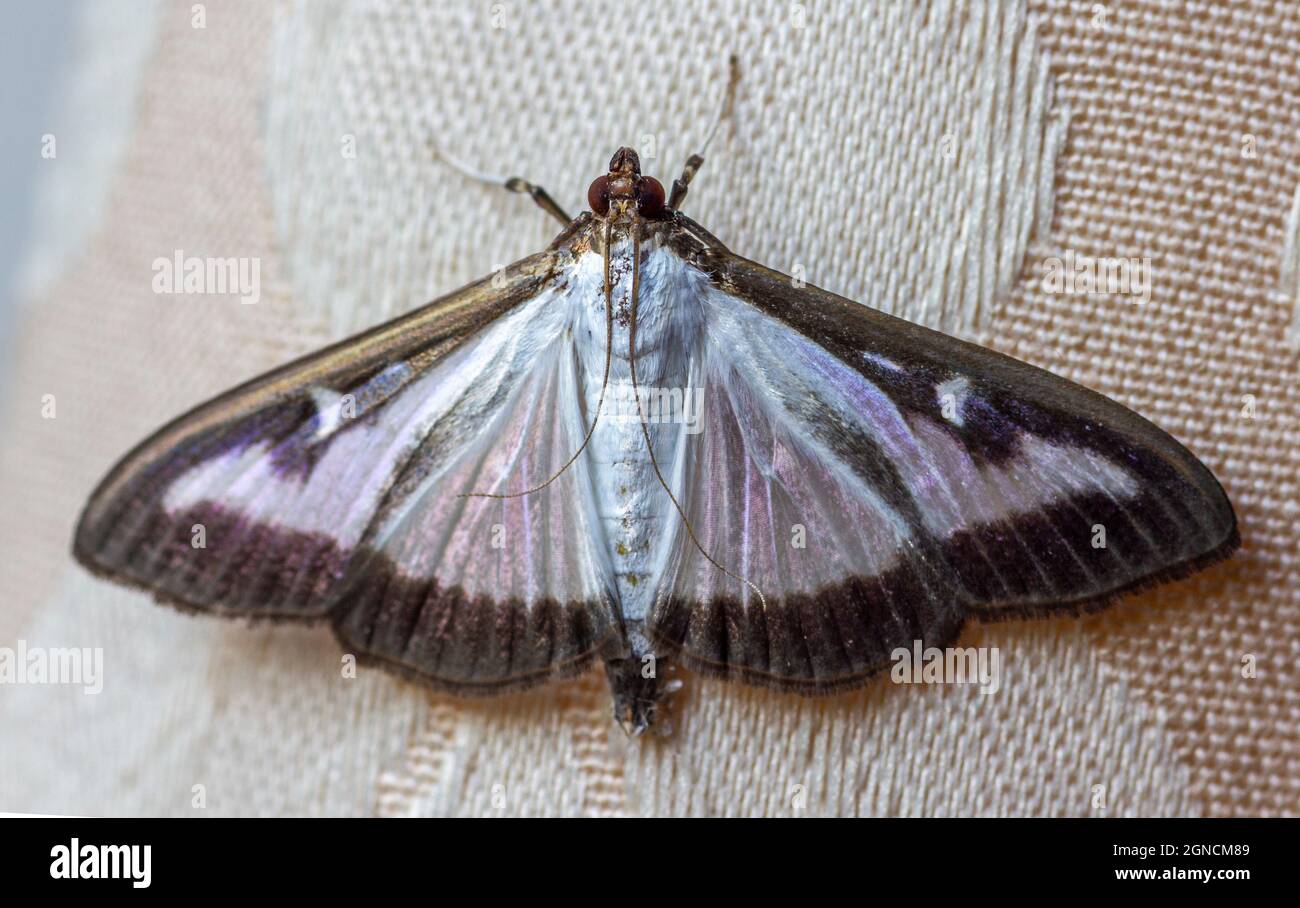 Box tree moth hi-res stock photography and images - Alamy