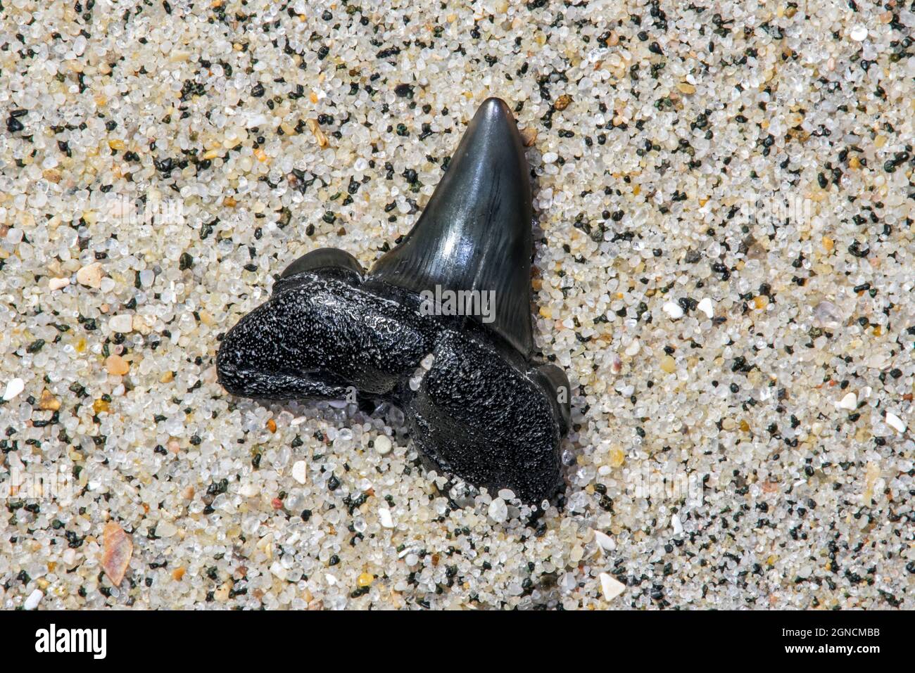 Fossilized Eocene shark tooth on sandy beach along the North Sea coast ...
