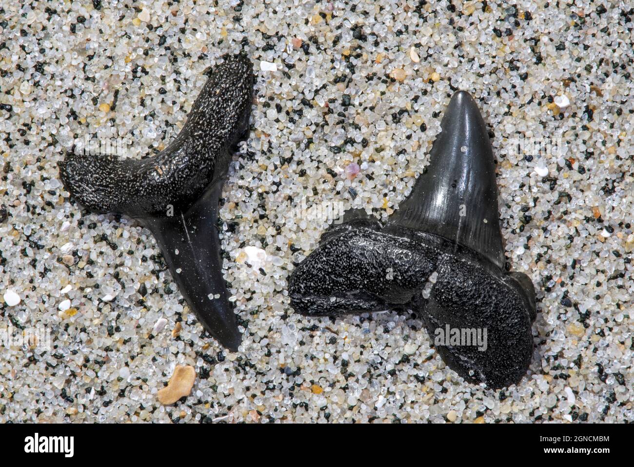 Fossilized Eocene shark teeth on sandy beach along the North Sea coast ...