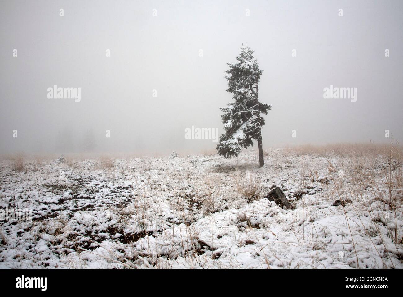 Lonely tree in wind. Winterscape Stock Photo - Alamy