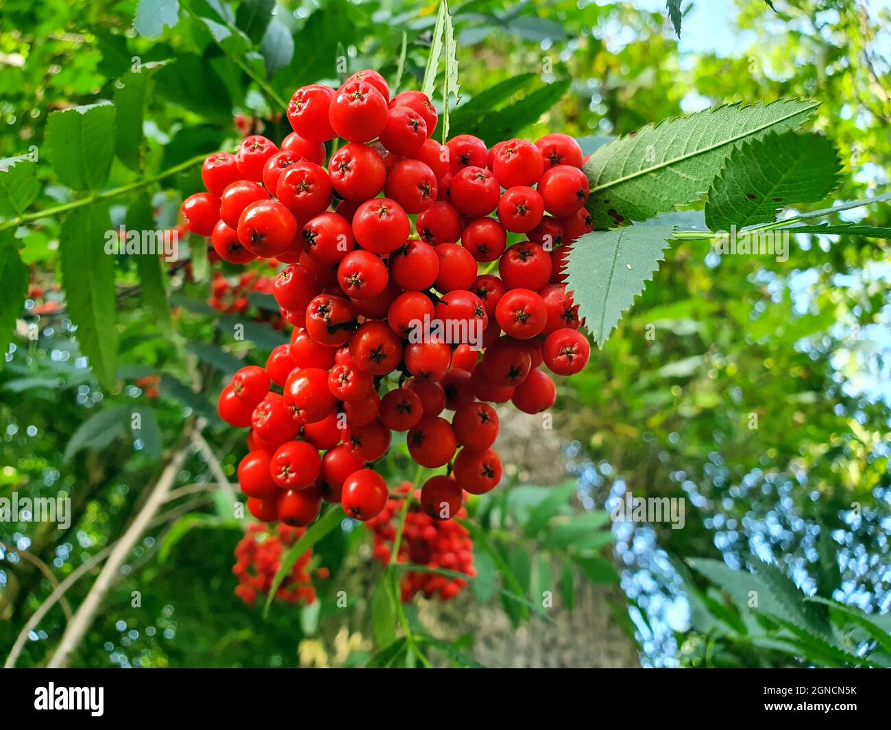 Close-up shot of red ripe Sorbus aucuparia berries growing in nature ...