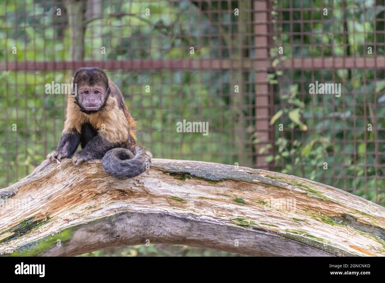 Furry brown tufted capuchin on the tree in the zoo Stock Photo - Alamy