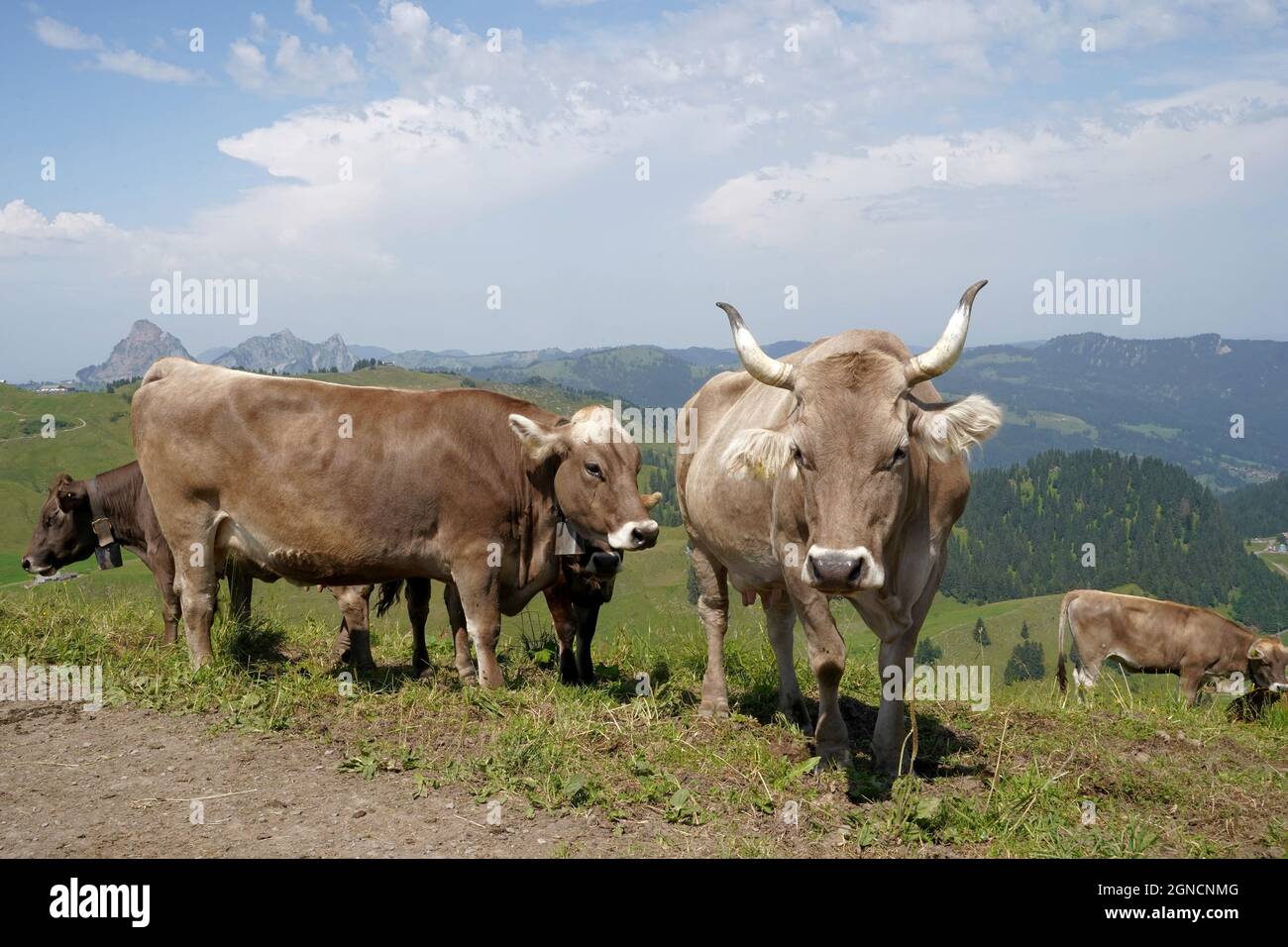Cows grazing an alpin meadow in high altitude. Cows are of typical ...