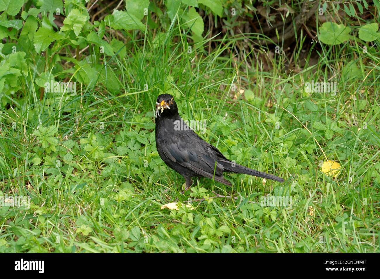 Common blackbird, in Latin called turdus merula. It has in beak various ...