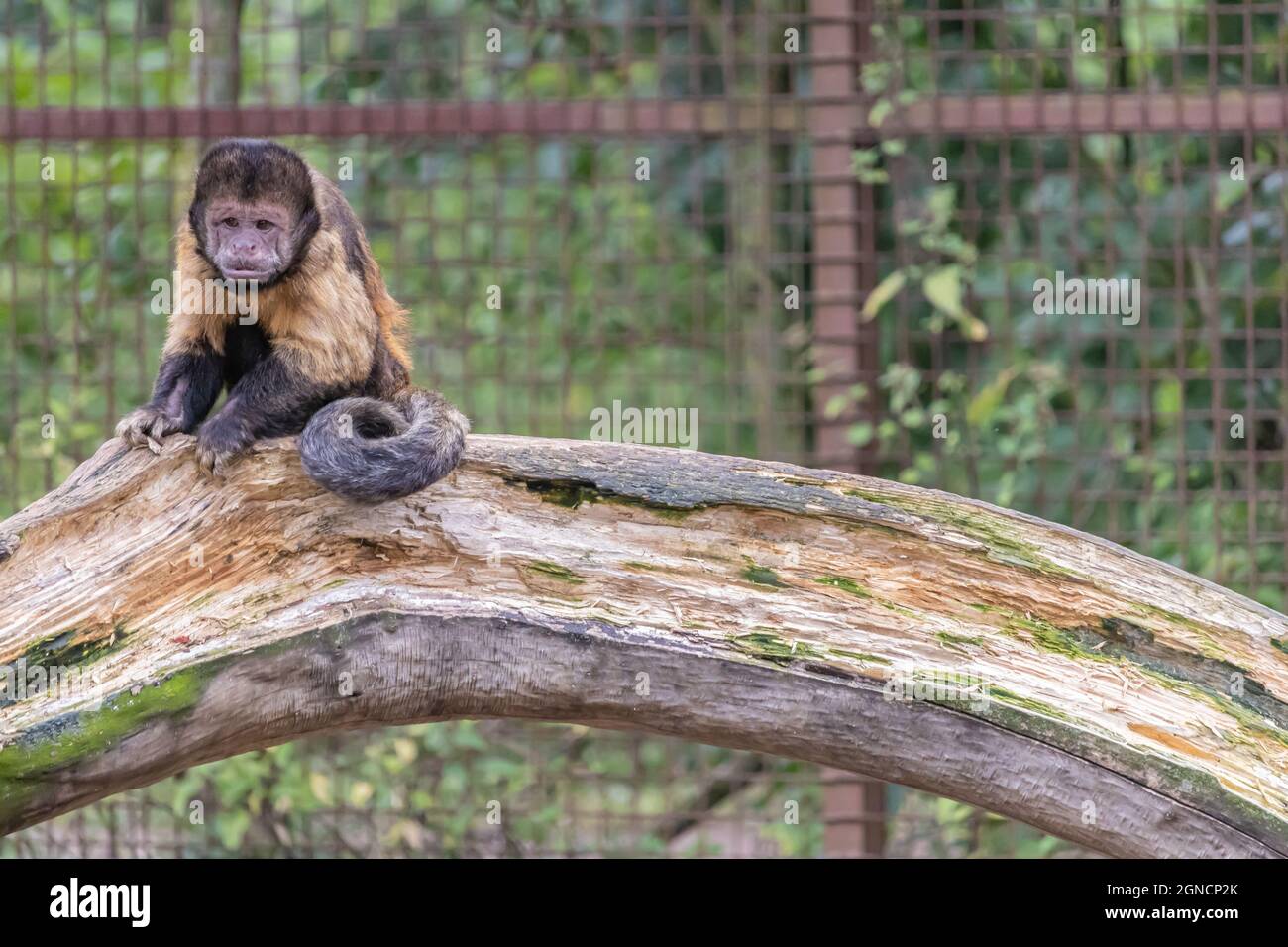 Furry brown tufted capuchin on the tree in the zoo Stock Photo - Alamy