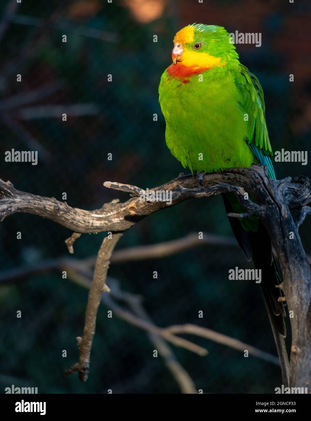 The superb parrot (Polytelis swainsonii) illuminated of the sunset rays ...