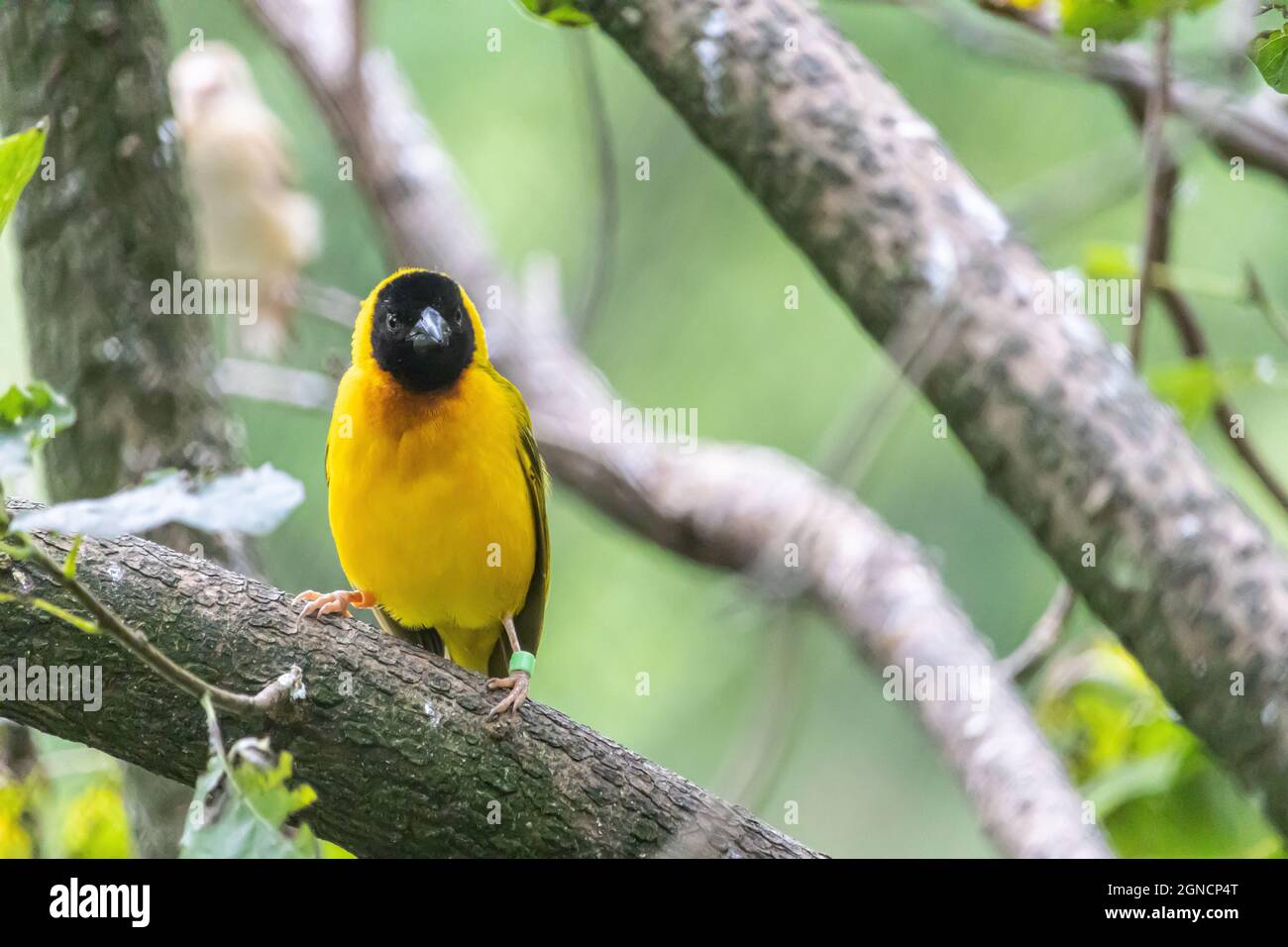 Small Baltimore oriole perching on the tree in the wild Stock Photo - Alamy