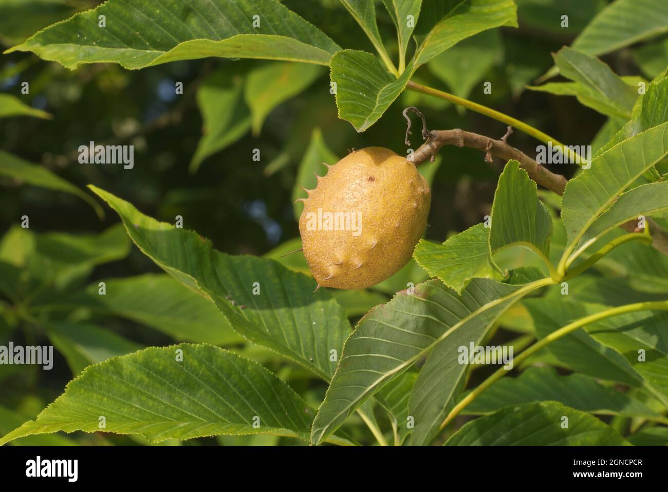 Aesculus flava, yellow buckeye, common buckeye or sweet buckeye. Seeds ...