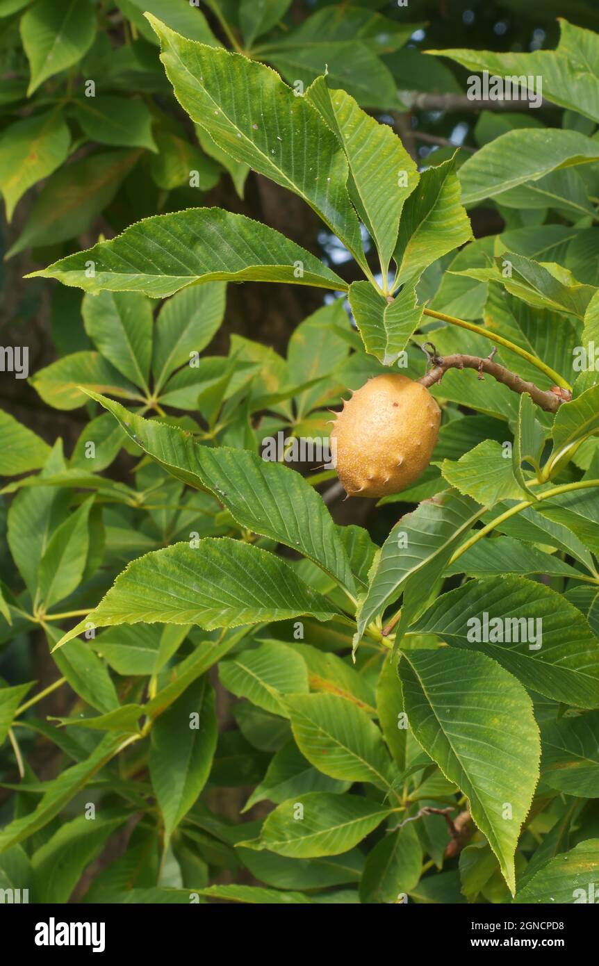 Aesculus flava hi-res stock photography and images - Alamy