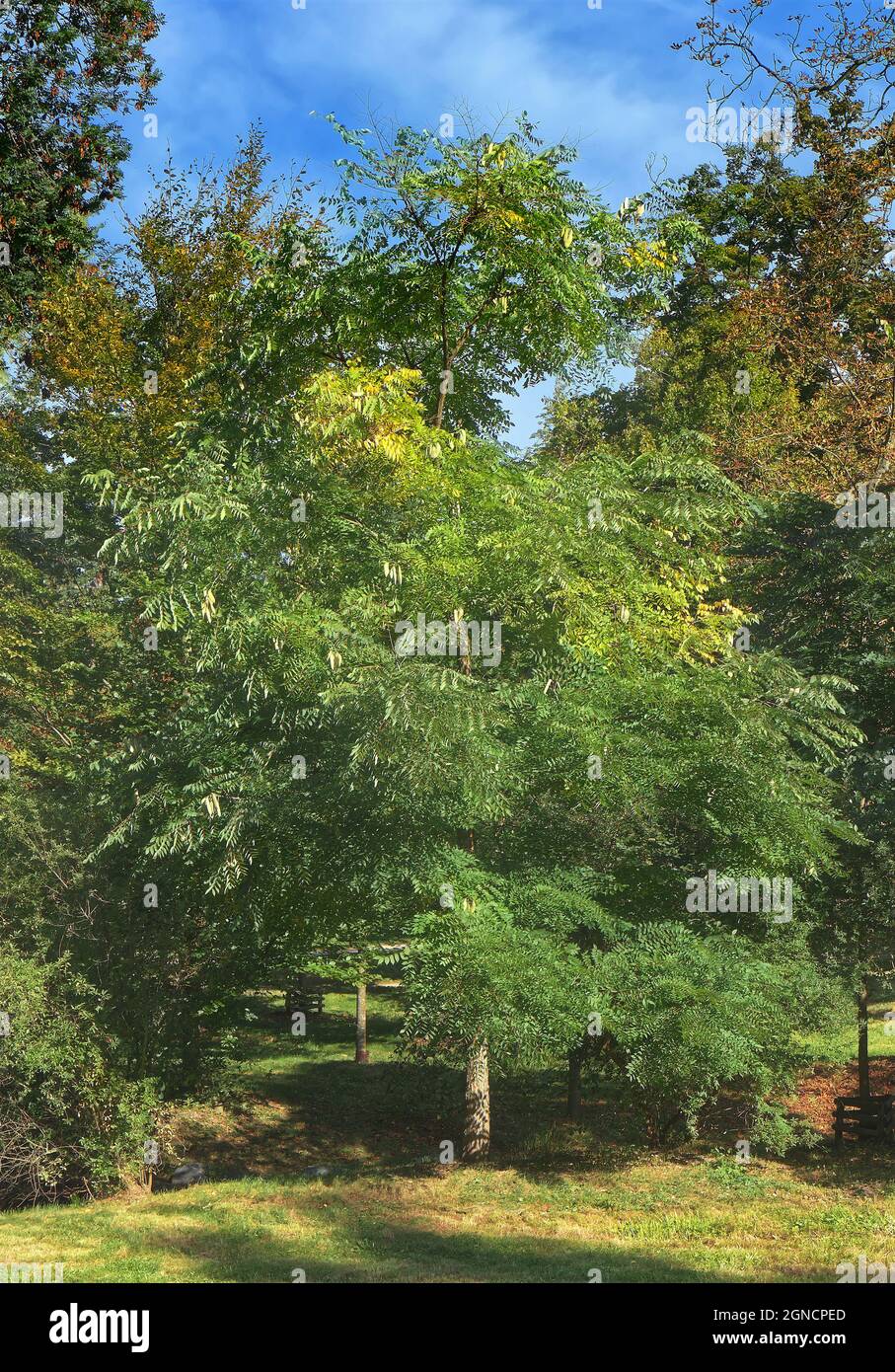 Gymnocladus Dioicus Seed Pods And Leaves Tree Also Known As Kentucky
