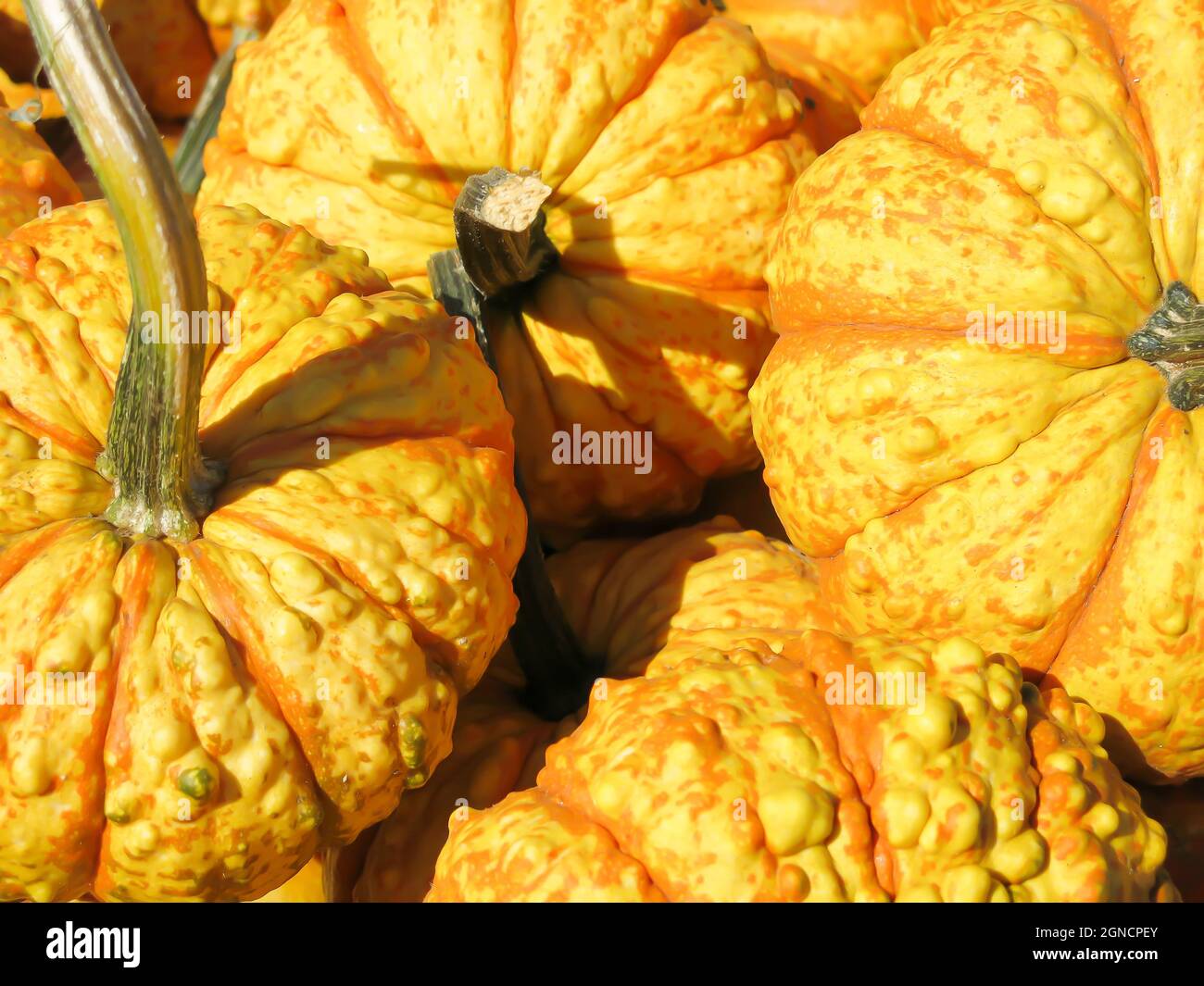 Close-Up of Pumpkins Stock Photo - Alamy