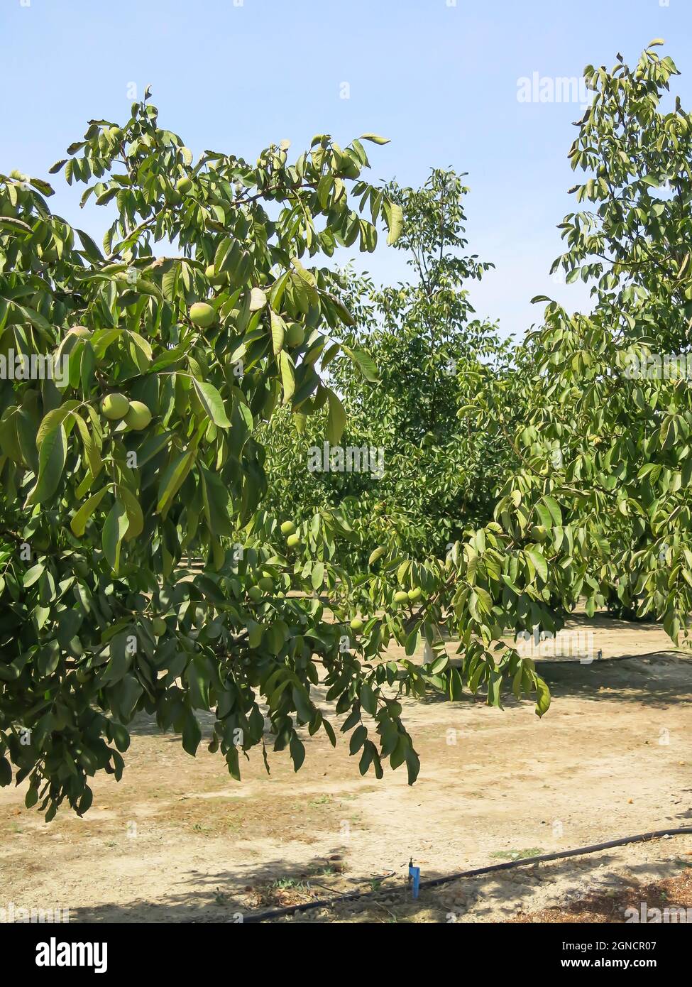 Grove walnut trees hi-res stock photography and images - Alamy
