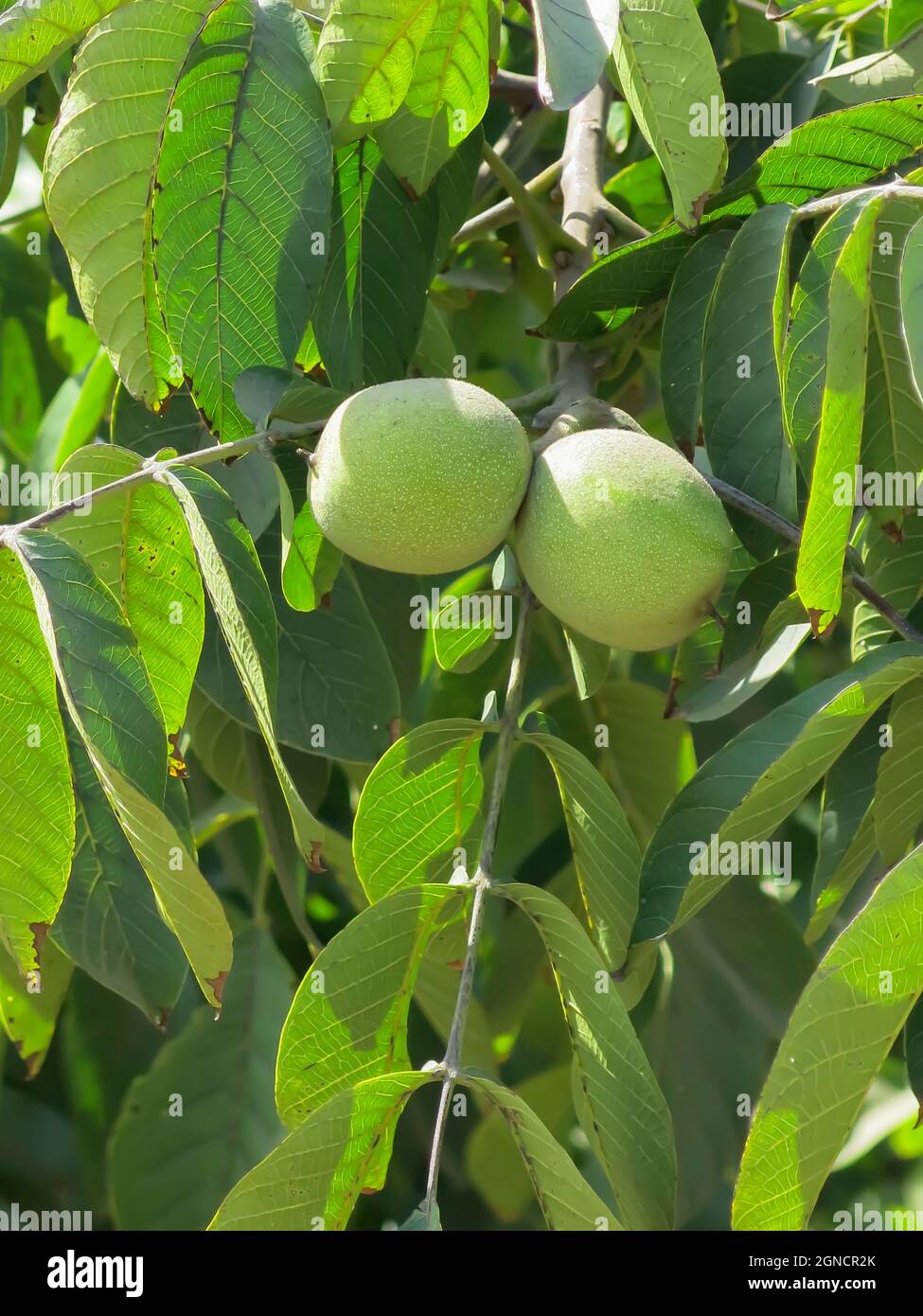 Walnuts Growing on Tree Branch Stock Photo - Alamy