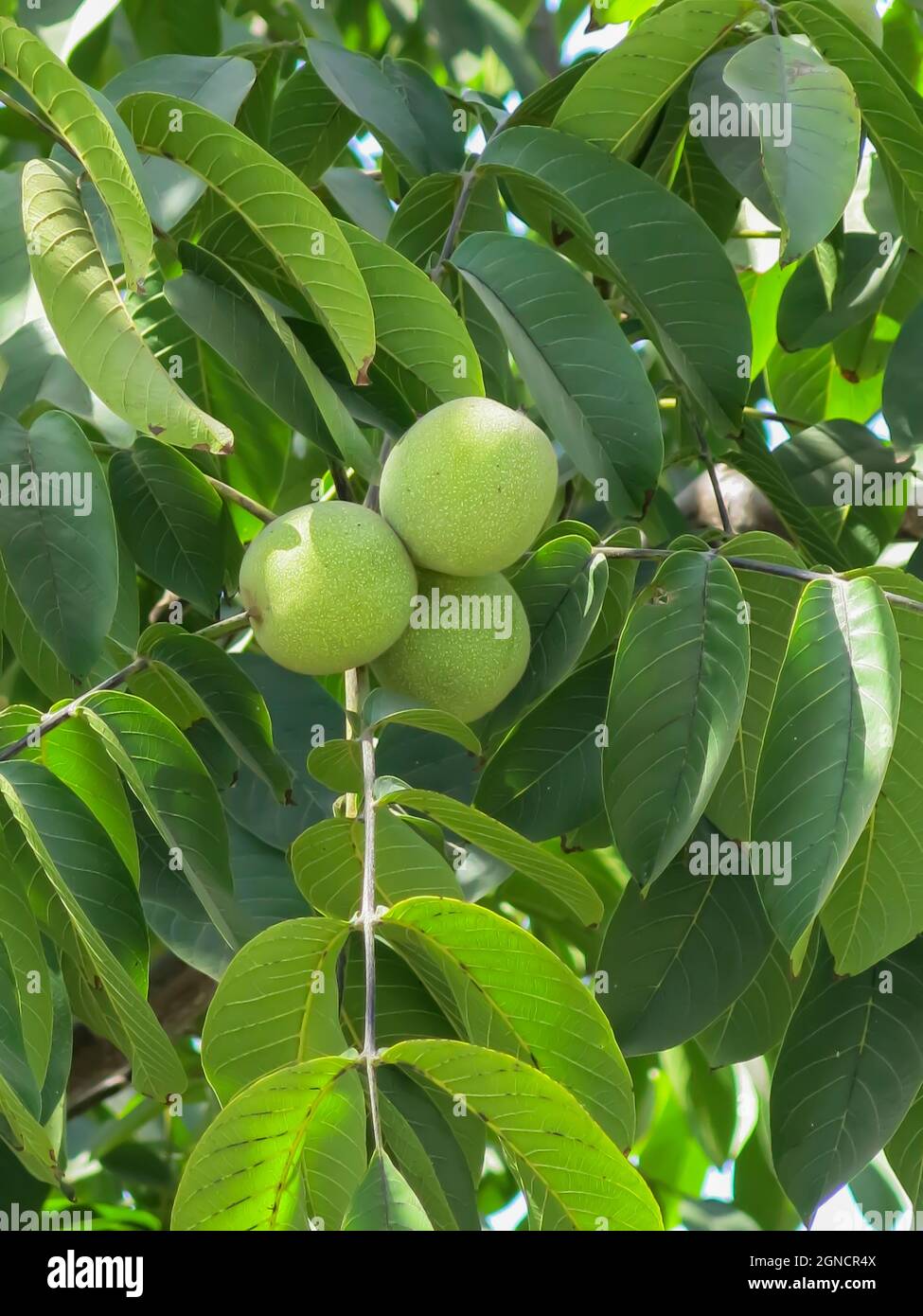 My family tree is full of nuts hi-res stock photography and images - Alamy