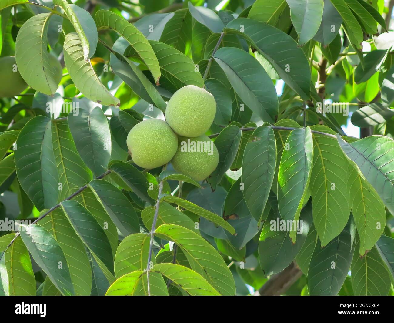 Single seeded drupe hi-res stock photography and images - Alamy