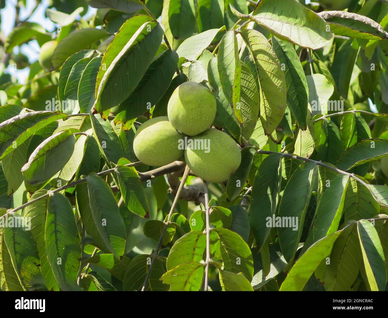 Walnuts Growing on Tree Branch Stock Photo - Alamy