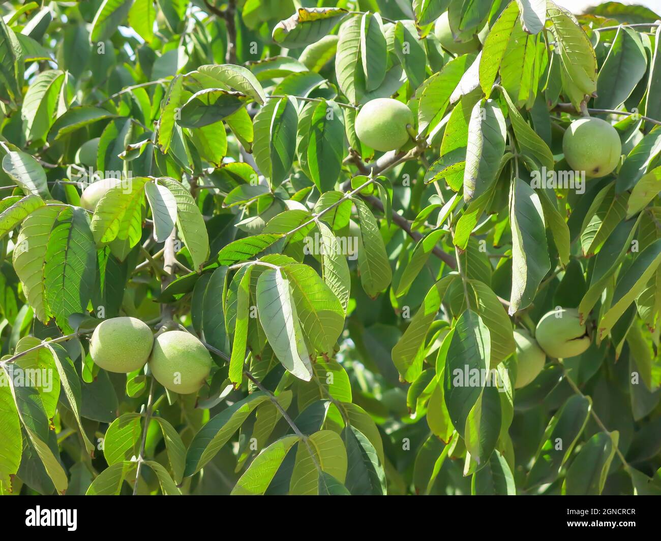Walnuts Growing on Tree Branch Stock Photo - Alamy