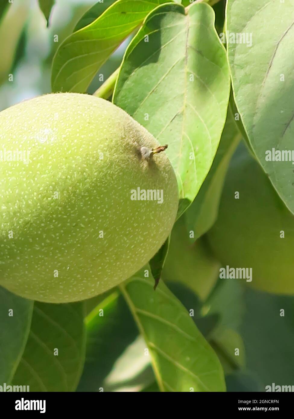 Walnuts Growing on Tree Branch Stock Photo - Alamy