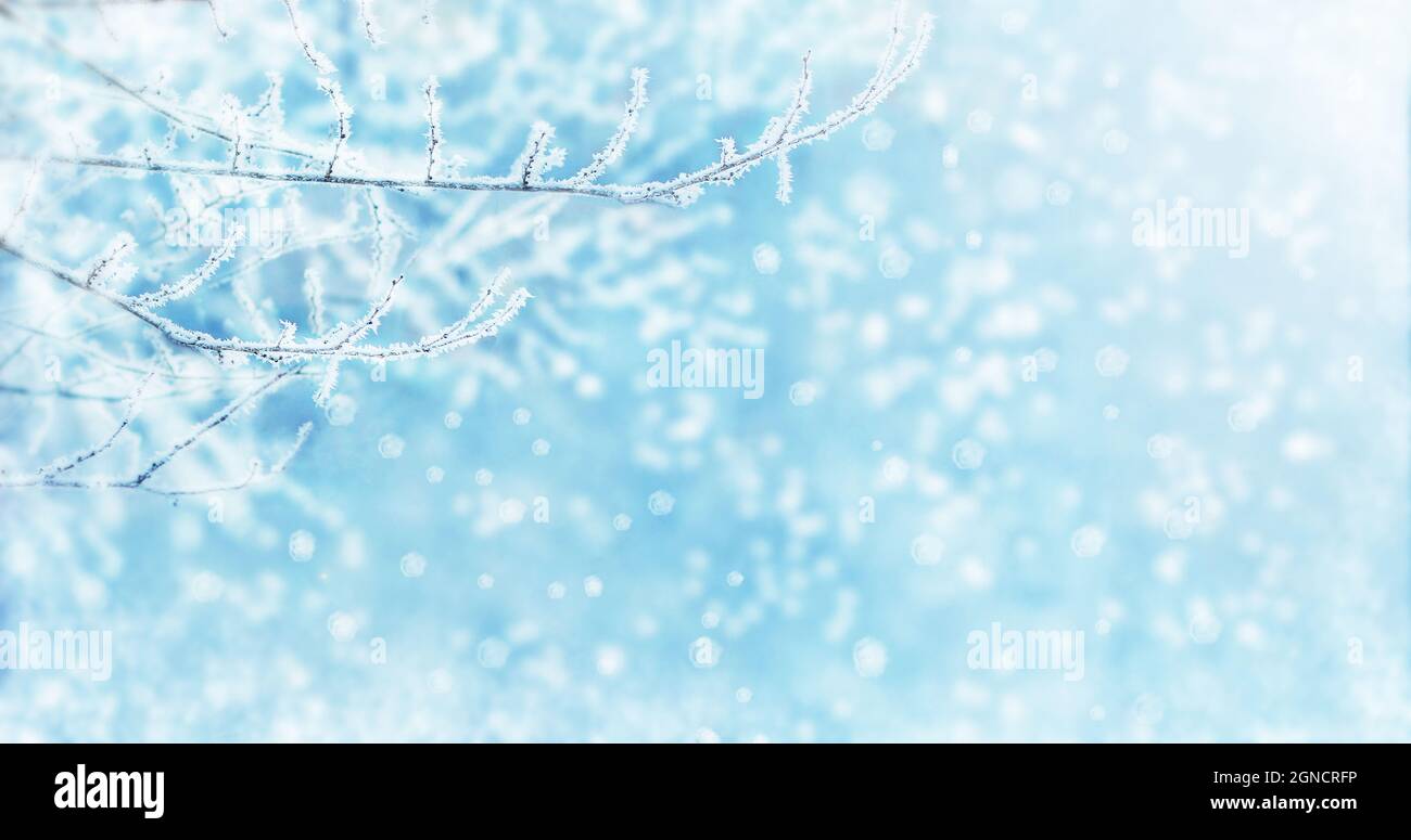 Winter snowy blurred bright background Stock Photo - Alamy