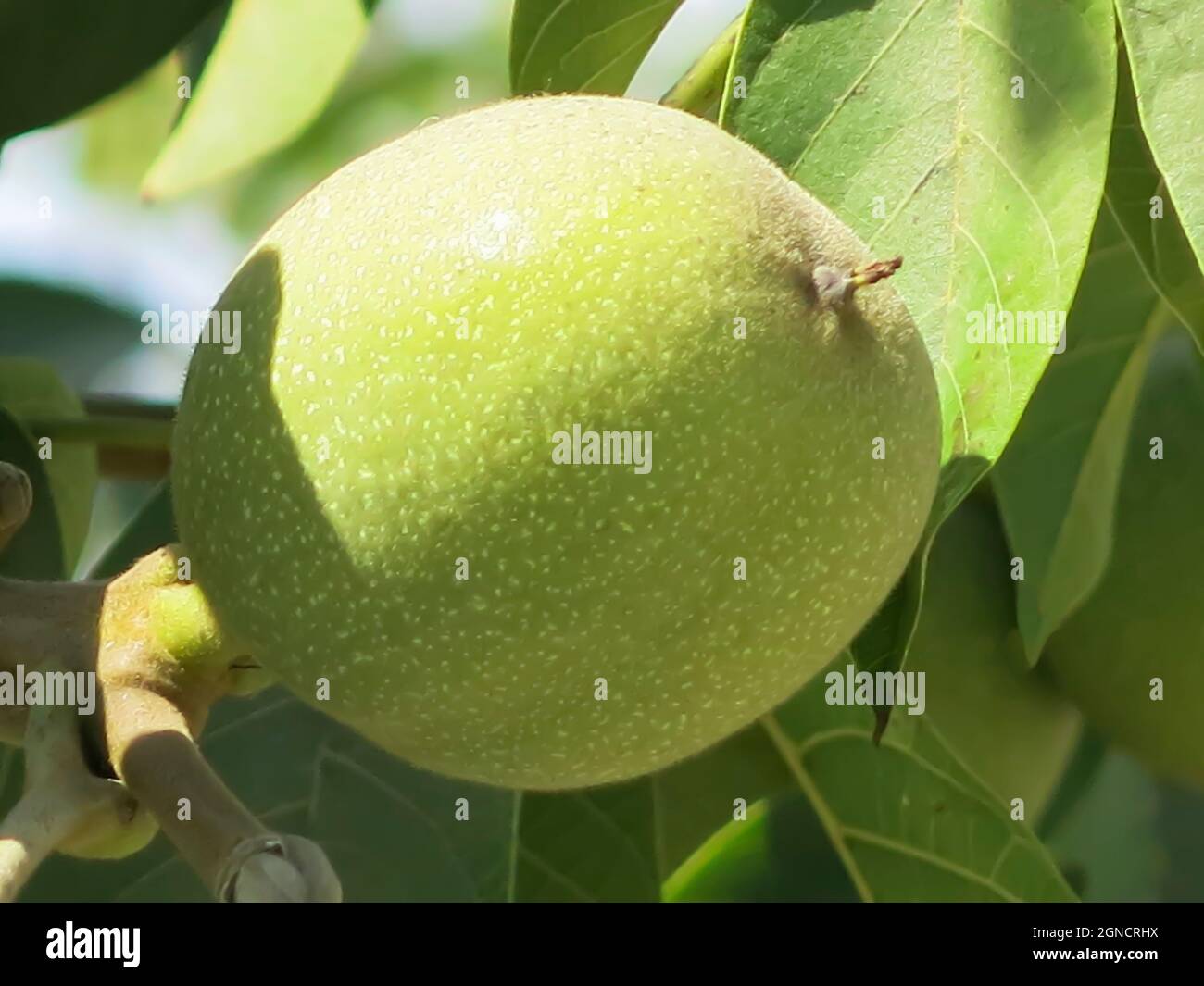 California edible tree edible seed growing hi-res stock photography and ...