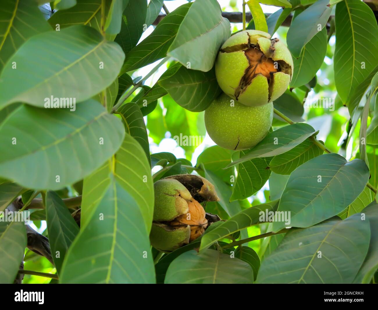 My family tree is full of nuts hi-res stock photography and images - Alamy
