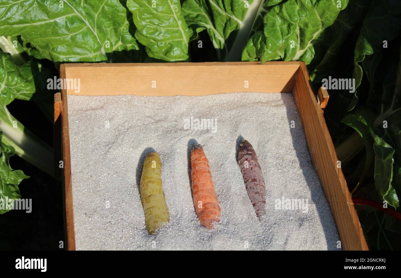 Root vegetables sand hi-res stock photography and images - Alamy