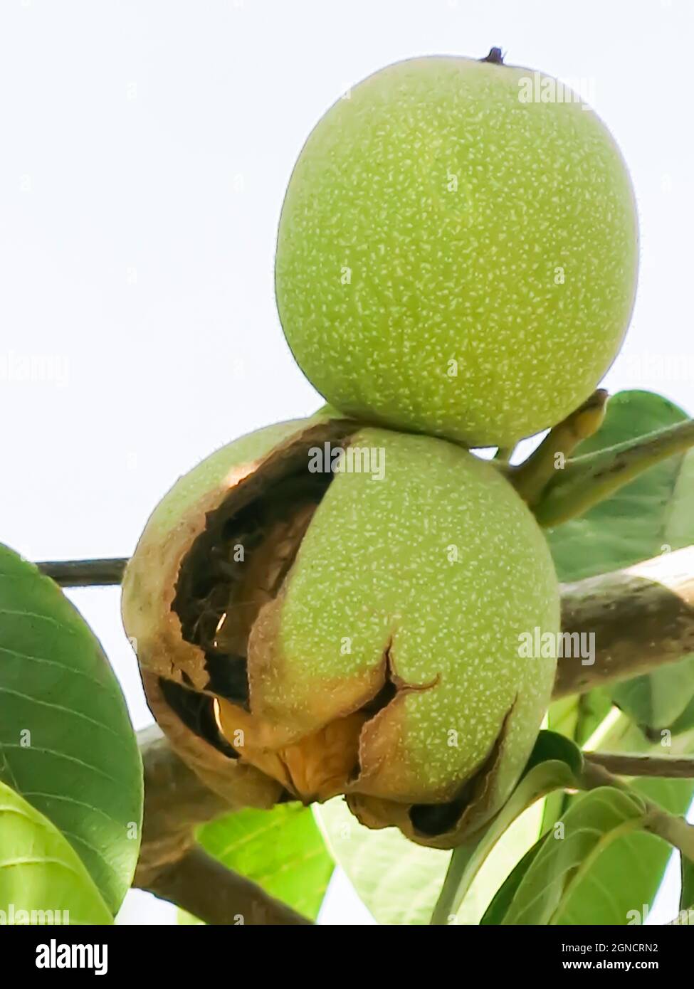 Walnuts Growing on Tree Branch Stock Photo - Alamy