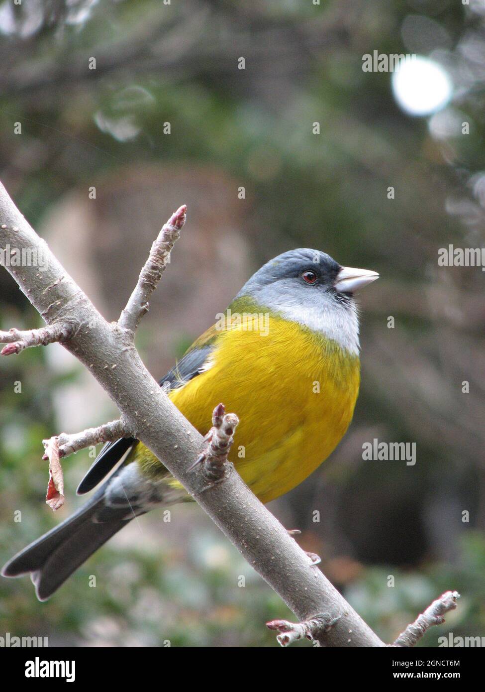 Beautiful small and yellow bird Stock Photo - Alamy