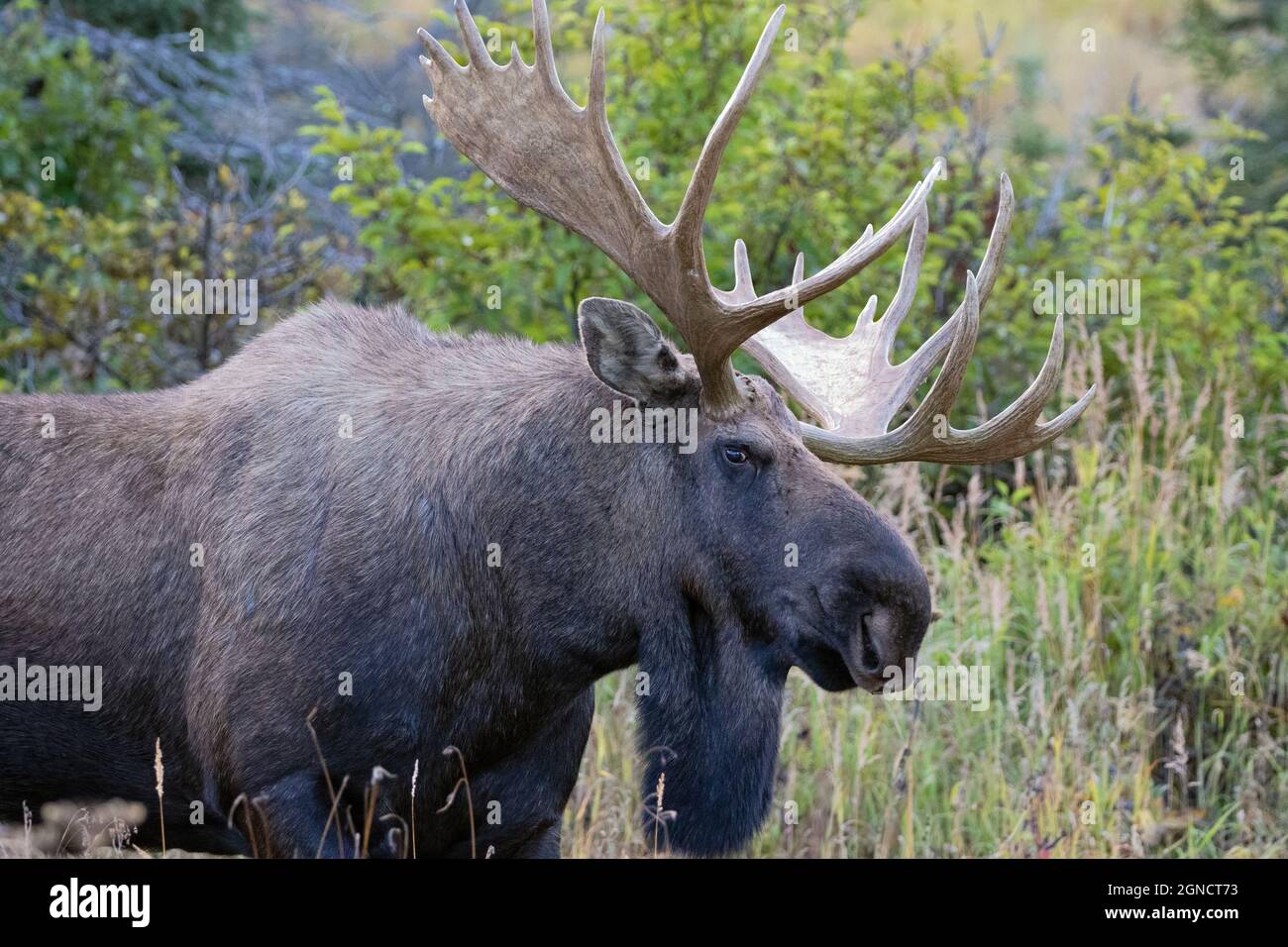Moose alaska dewlap hi-res stock photography and images - Alamy