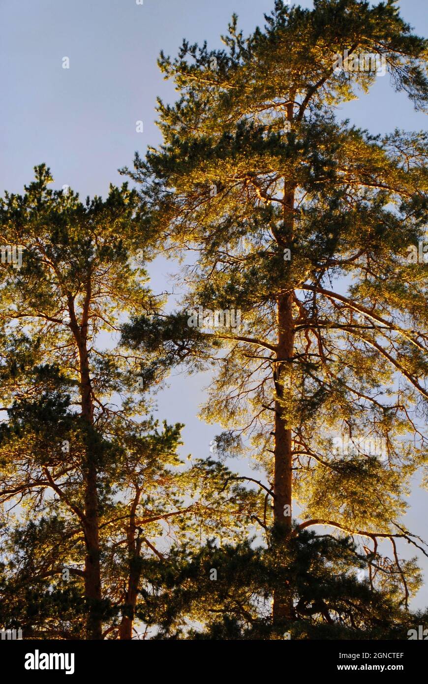 Pine forest setting hi-res stock photography and images - Alamy