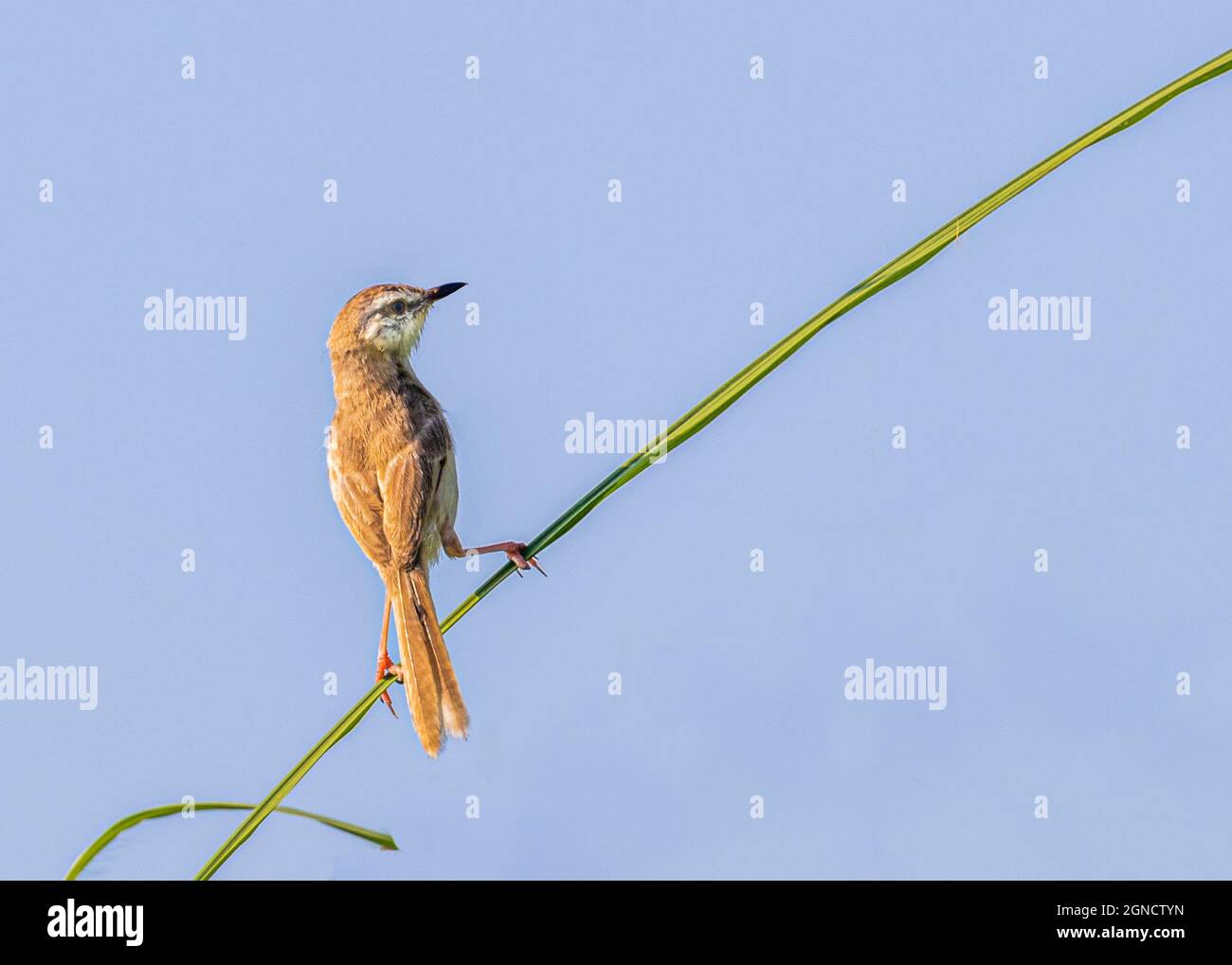 Plain Prinia on a grass, a light weight bird Stock Photo - Alamy