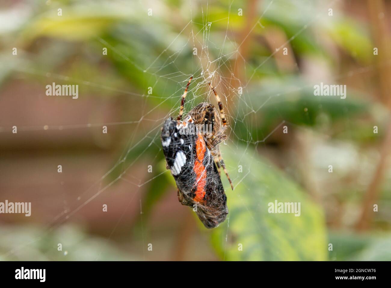 Closeup of a garden orb-weaver cross spider eating a red admiral ...