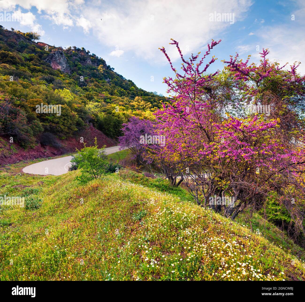 Blooming cherry tree in the mountain in Greece. Colorful spring view of ...