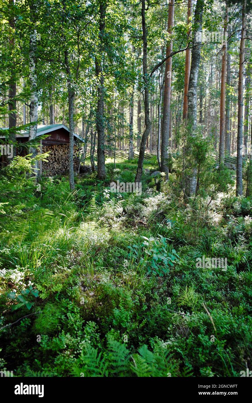 small barn in the forest in Uukuniemi, Finland Stock Photo - Alamy
