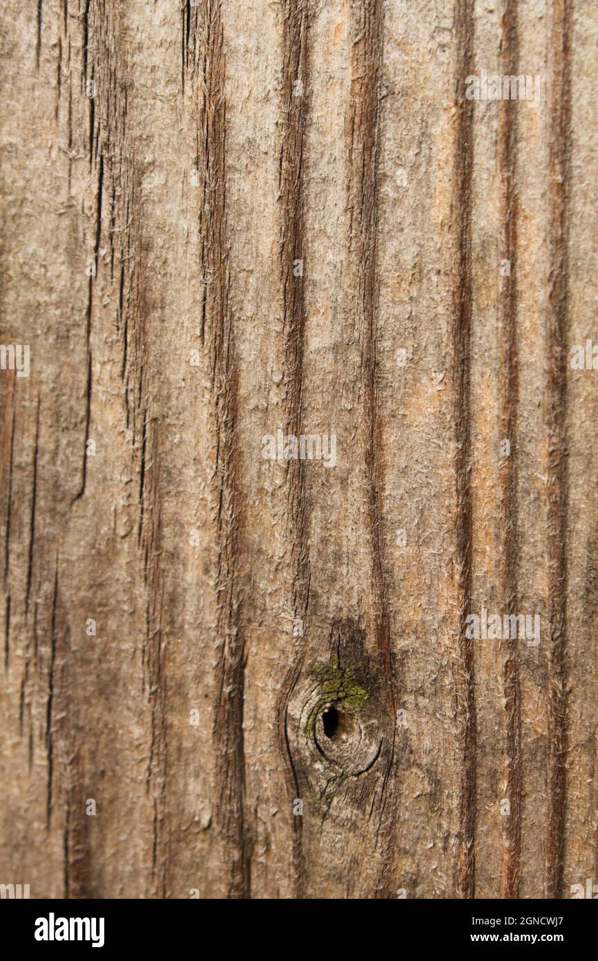 pine wood grain in a pleasant brown color Stock Photo - Alamy