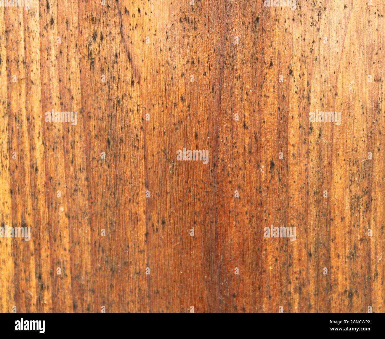 pine wood grain in a pleasant brown color Stock Photo - Alamy