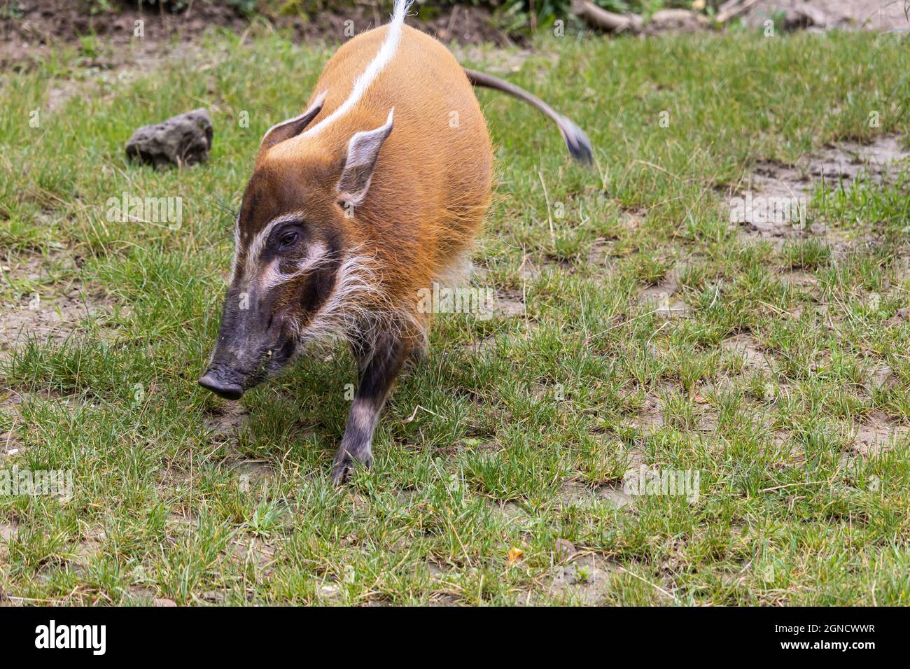 Big Red river hog on the grassy field in the zoo Stock Photo - Alamy