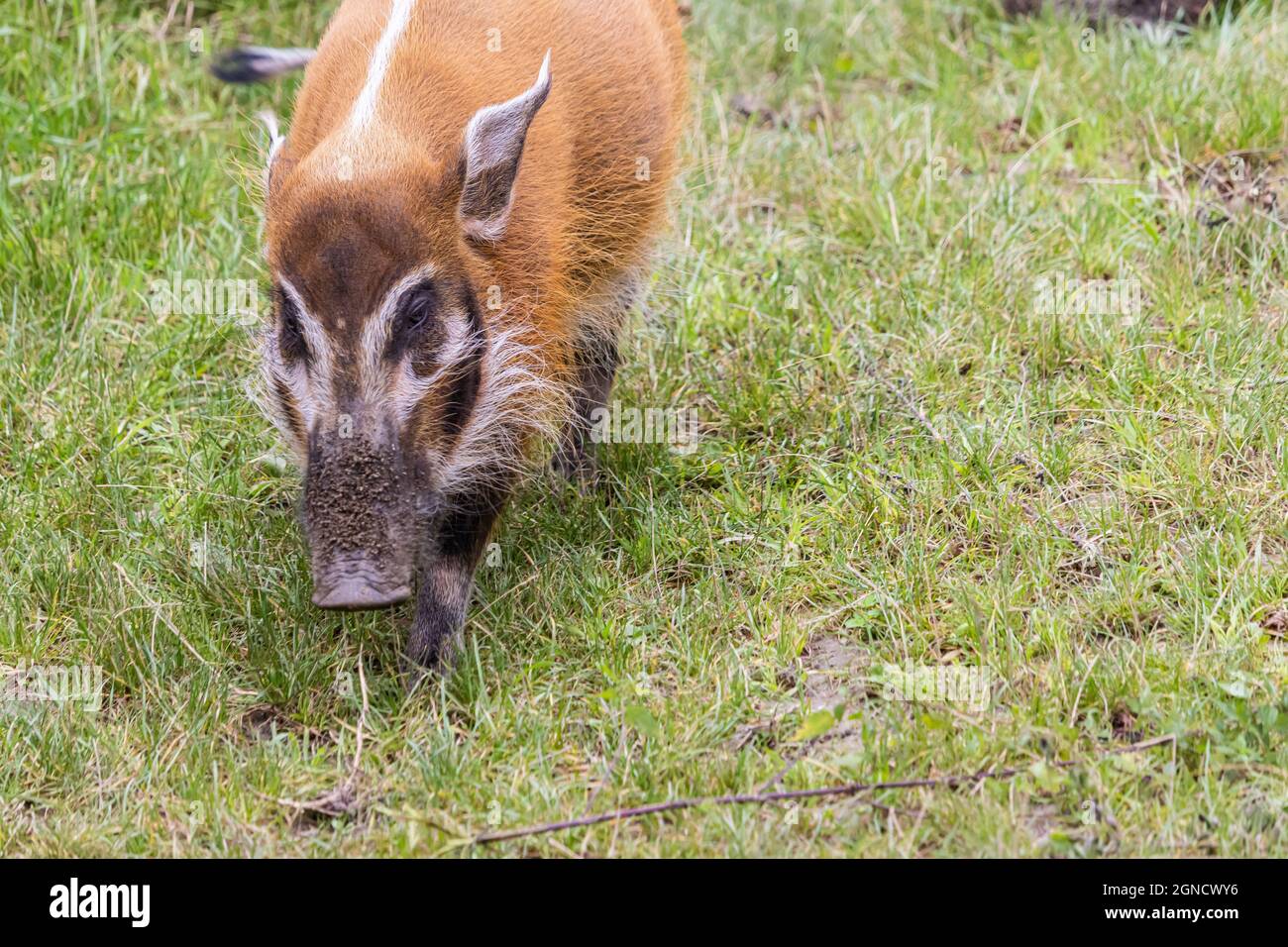 Big Red river hog on the grassy field in the zoo Stock Photo - Alamy