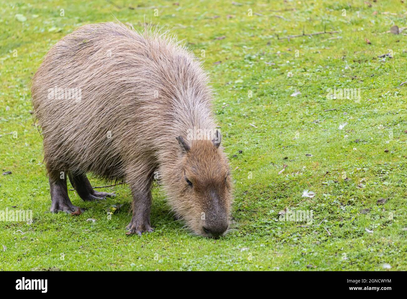 Furry brown big capybara grazing on the grassy field in the zoo Stock ...