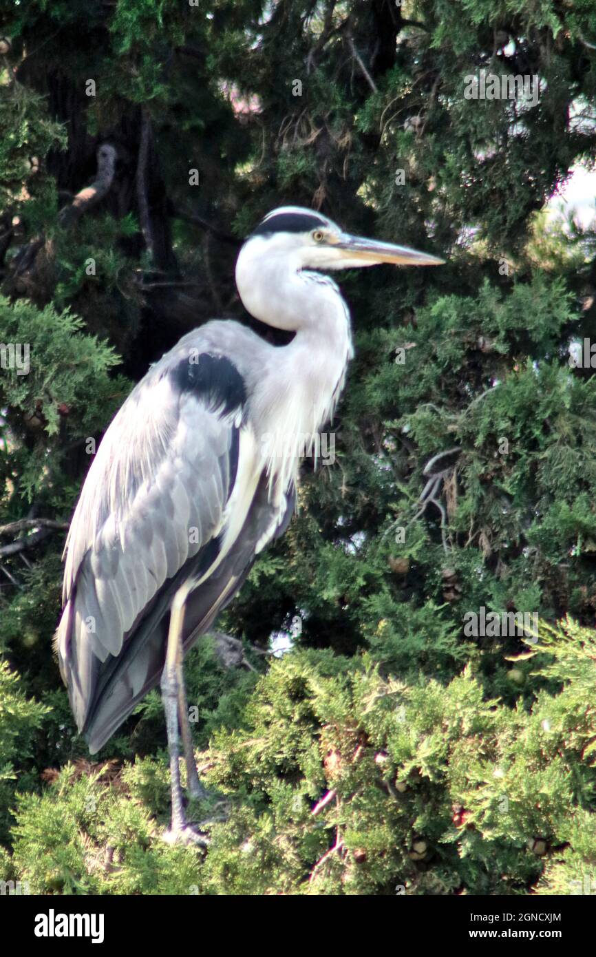 A gray heron sits in the crown of a conifer (fir) tree and rests. bird ...