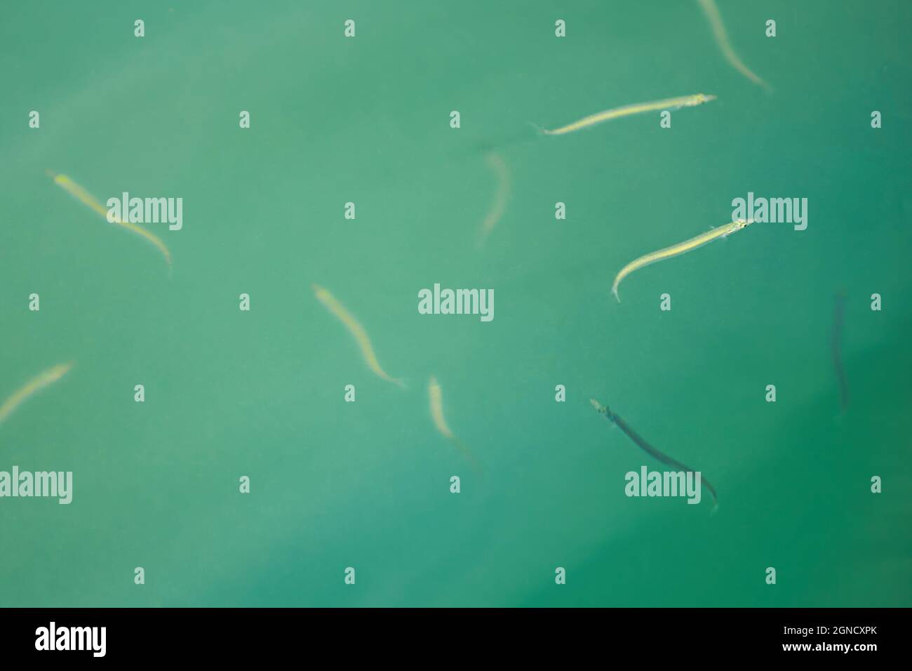 Small sandeel fishes in sea water Stock Photo - Alamy