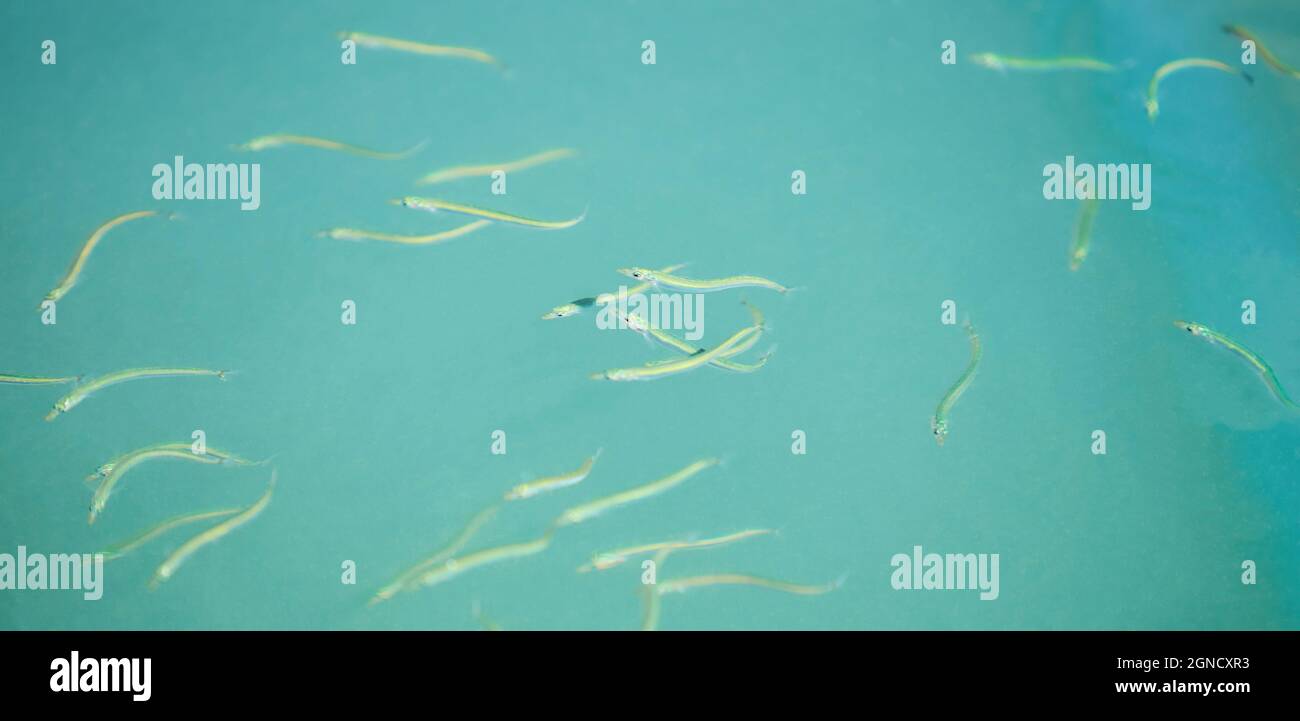 Small sandeel fishes in sea water Stock Photo - Alamy