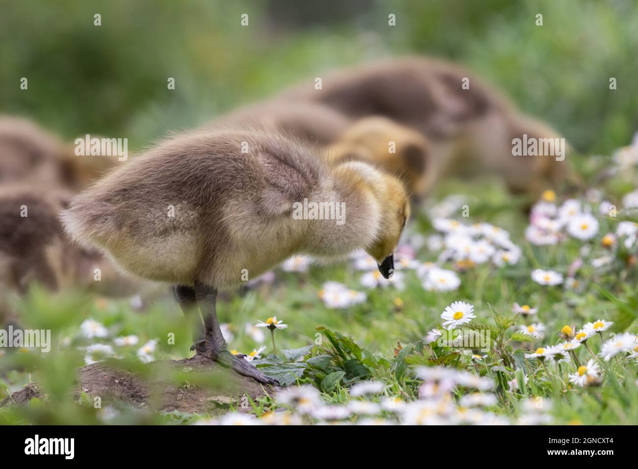 Hatchlings park hi-res stock photography and images - Alamy