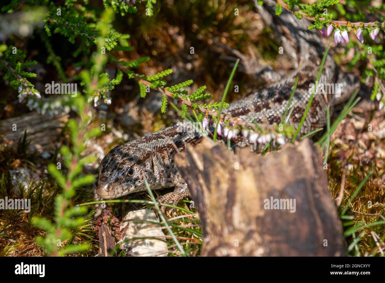 Lepidosauria hi-res stock photography and images - Alamy