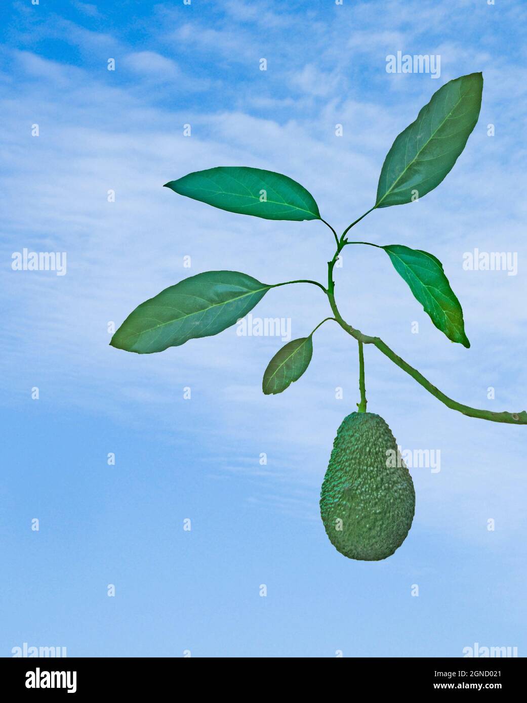 Branch of avocado with the fruit Stock Photo - Alamy