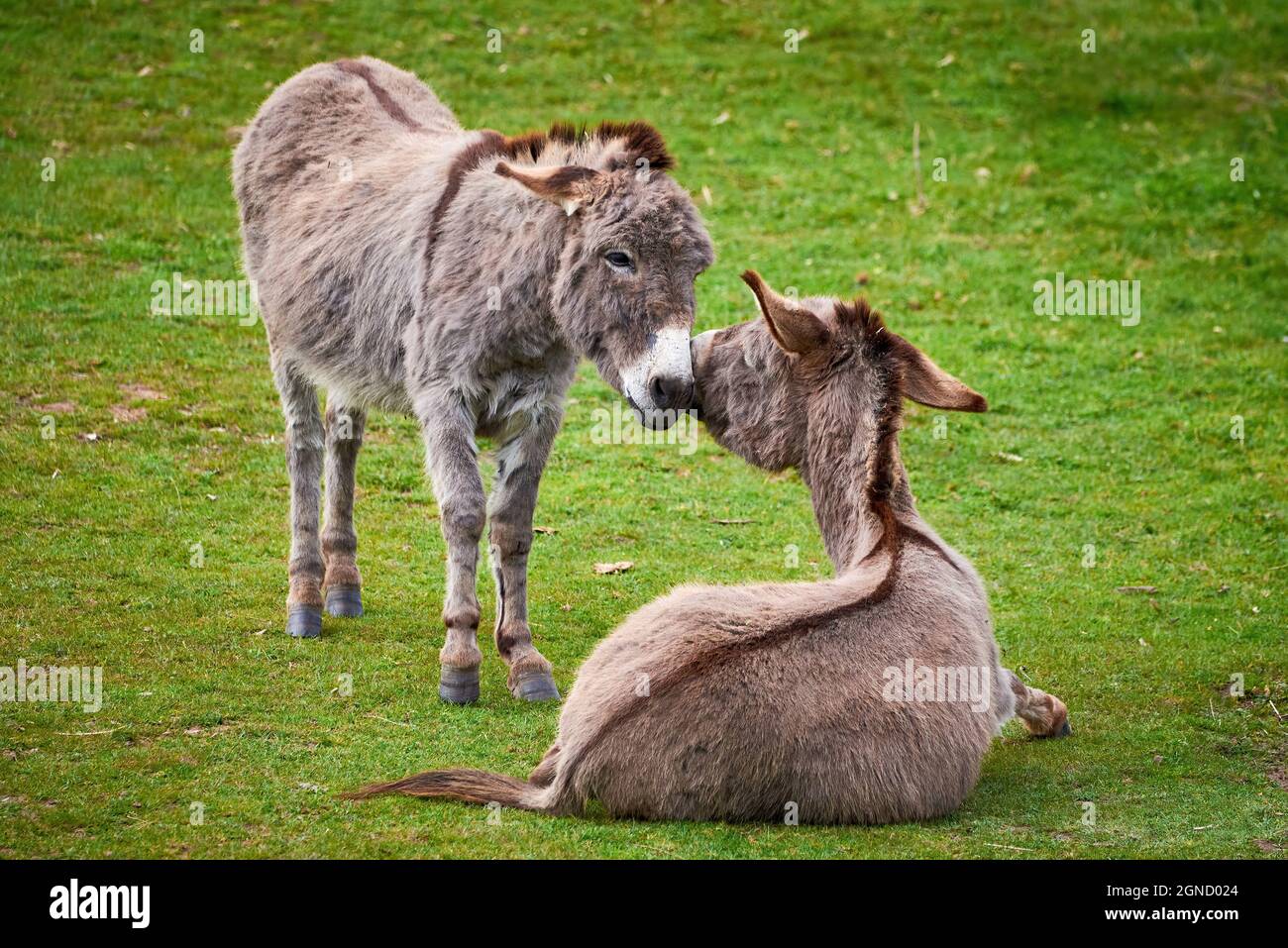 Cotentin Donkeys a breed of domestic donkey from the Cotentin peninsula ...