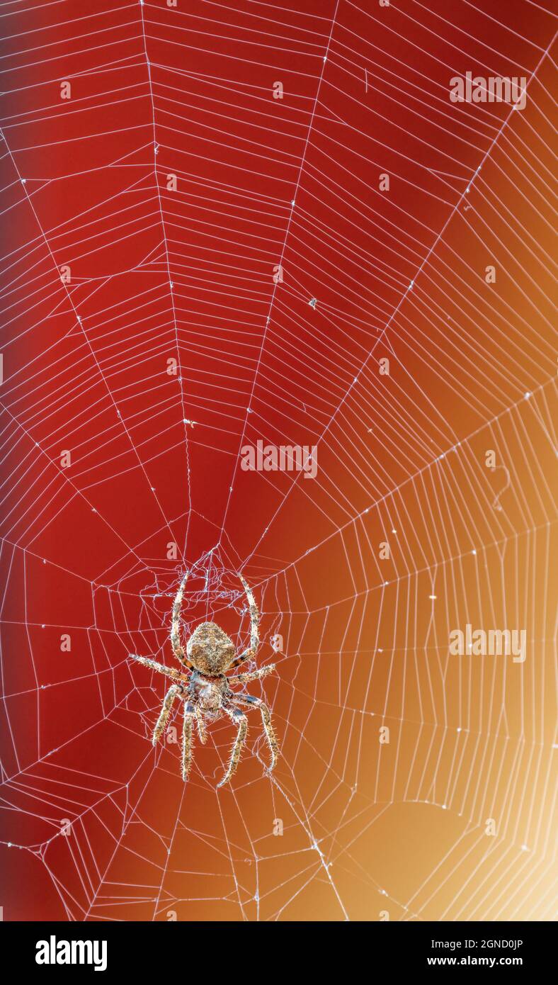 Spider over the spiderweb against red and yellow background Stock Photo ...