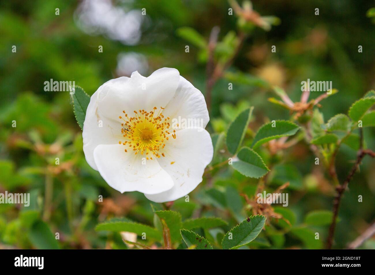 White Dog Rose growing wild in the hedgerow Stock Photo - Alamy
