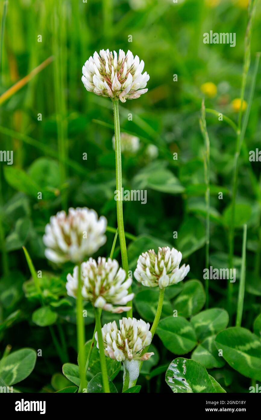 White clover flower growing in a meadow Stock Photo - Alamy
